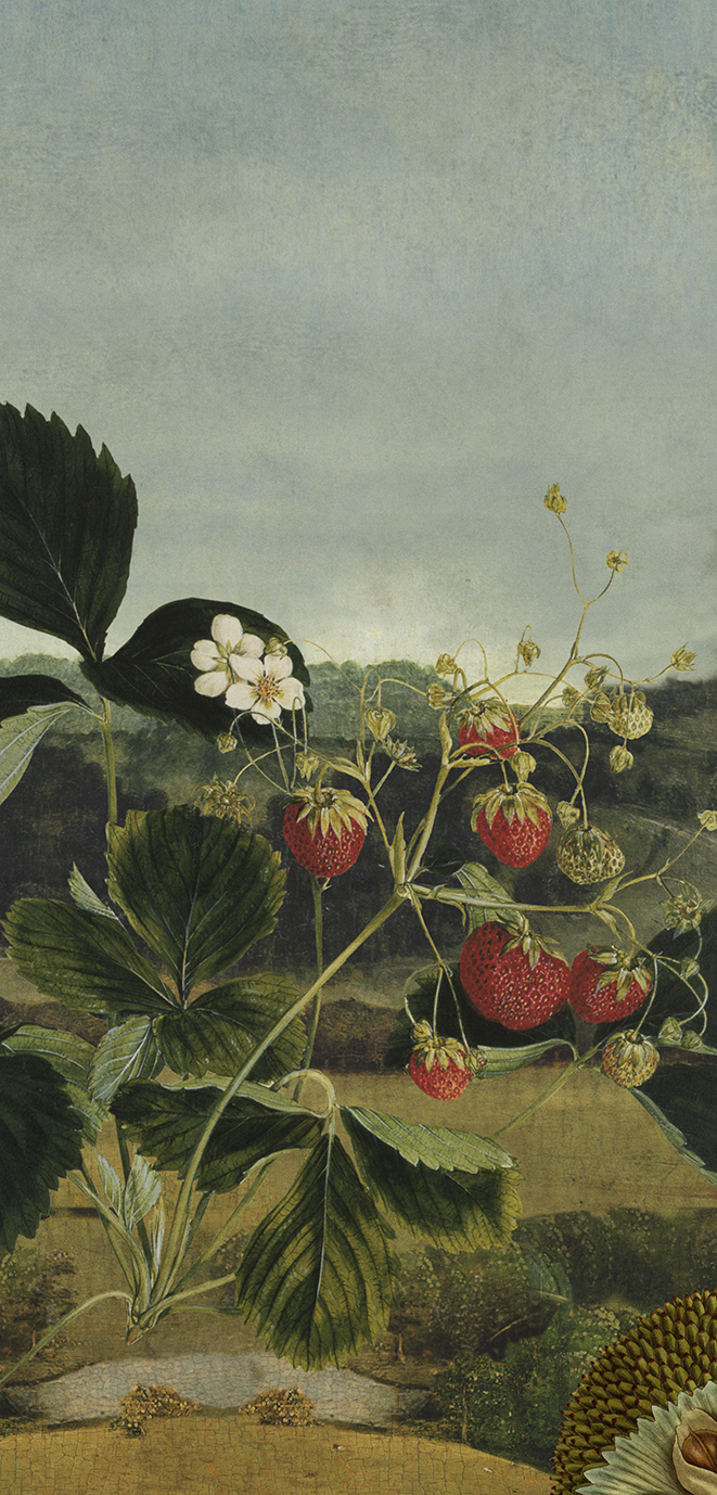 Darbo illustrations | Marisa Wanda Ringer